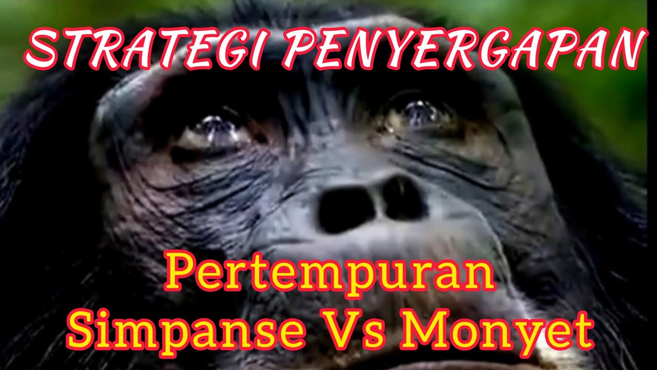 PERTEMPURAN SIMPANSE VS MONYET (@bayusamudrajember9885) #animals # ...