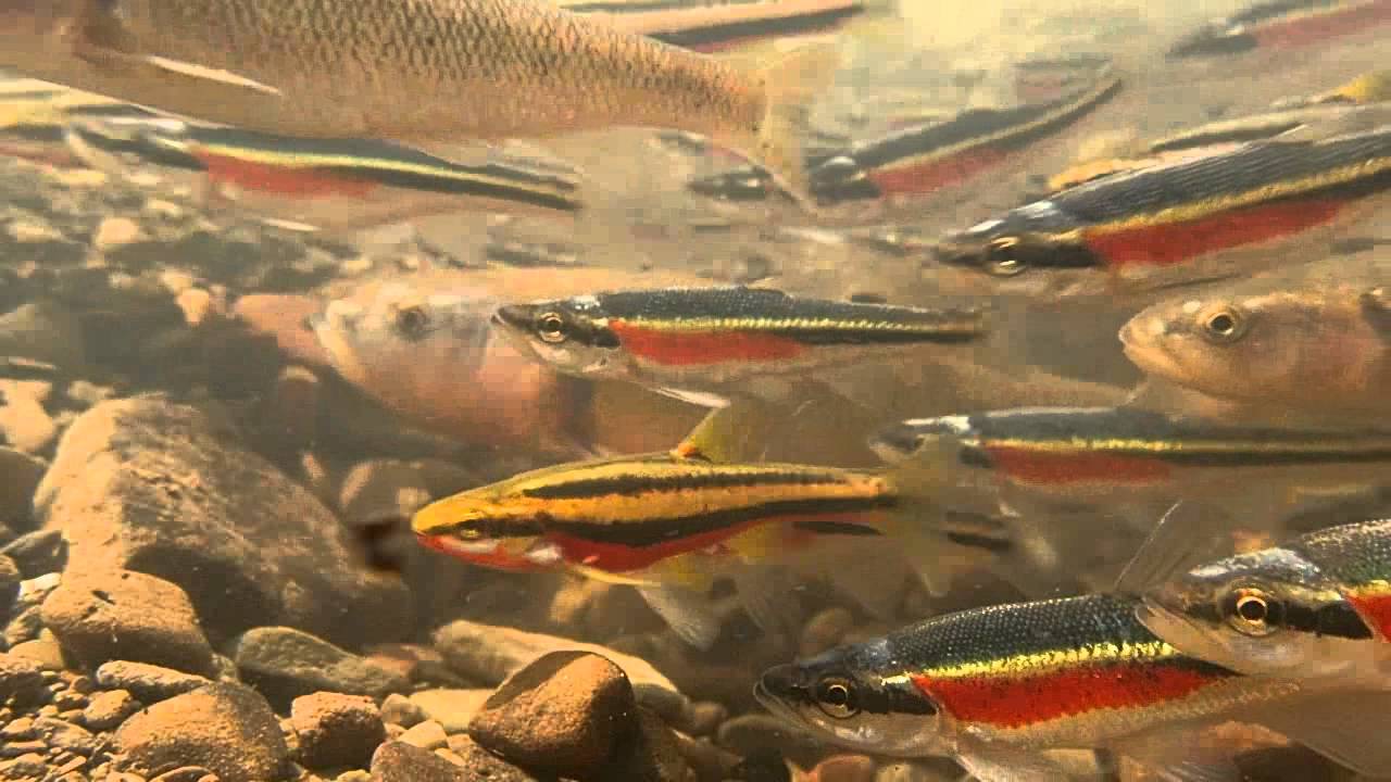 Southern Redbelly & Redside Dace spawning - YouTube