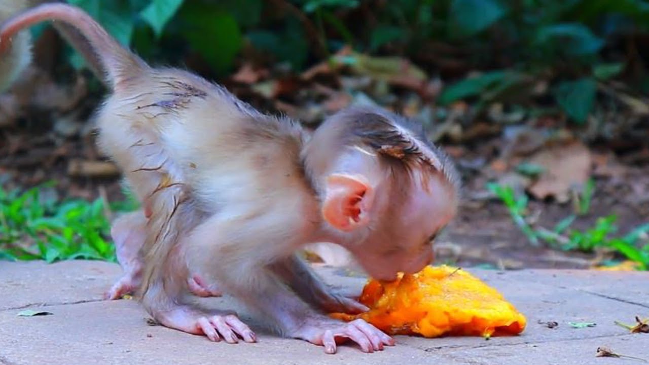 Baby Monkey First Taste Mango | Wild Monkeys Nature - YouTube