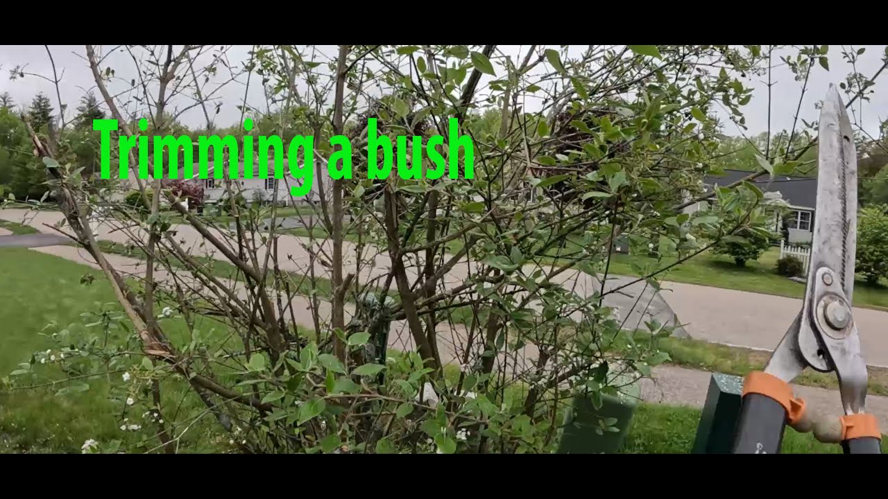 Trimming back a bush - YouTube