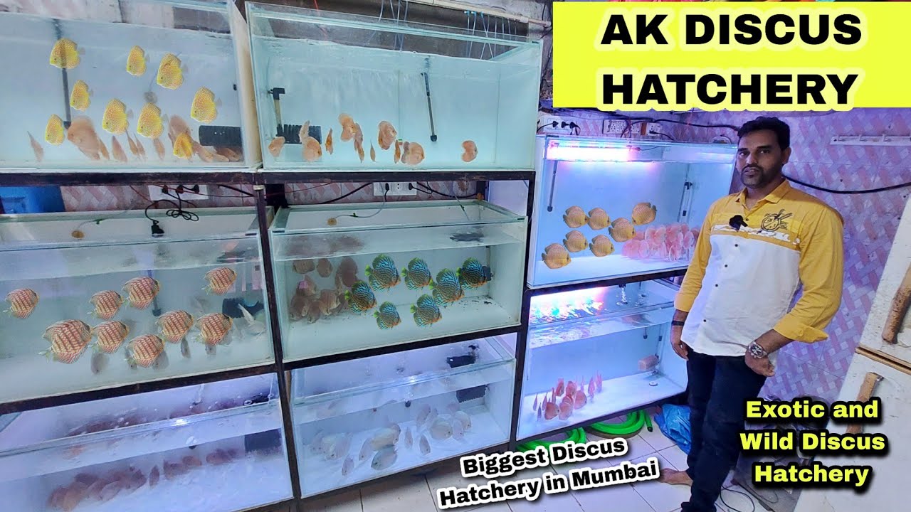 Biggest Discus Hatchery in Mumbai| AK Discus Hatchery Dongri Mumbai ...