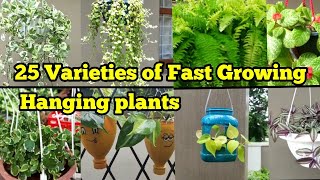 25 varieties of Fast Growing Hanging Baskets|Beautiful Cascading plants|Hanging plants in Malayalam