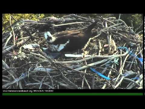 Time Lapse of Osprey Egg Hatching - YouTube