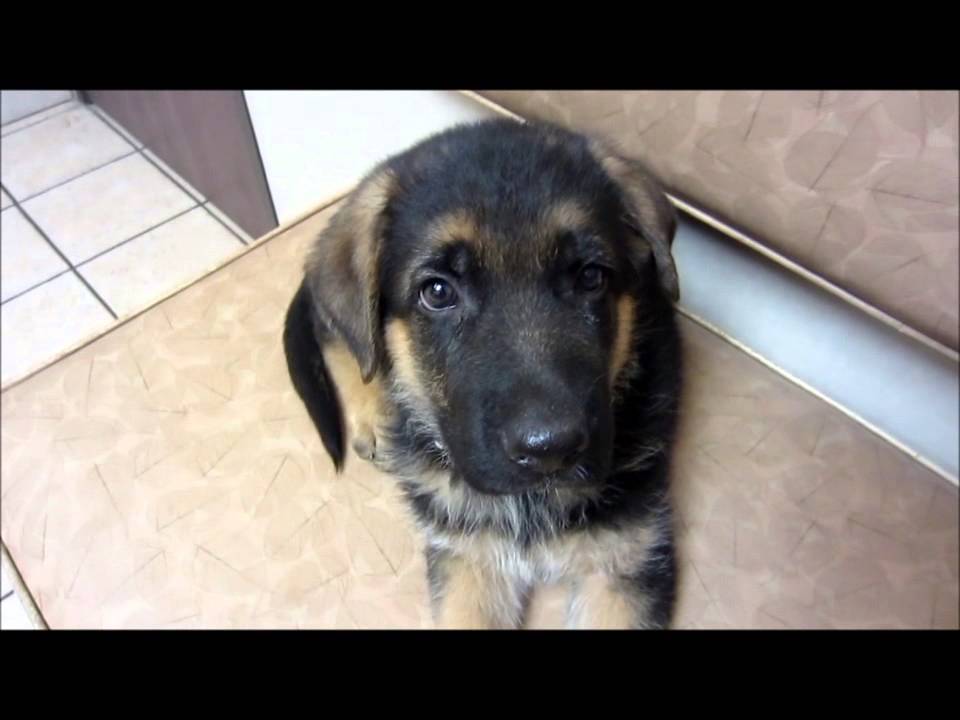Bruno the German Shepherd Puppy! ~ Day 2 ~ At The Vet - YouTube