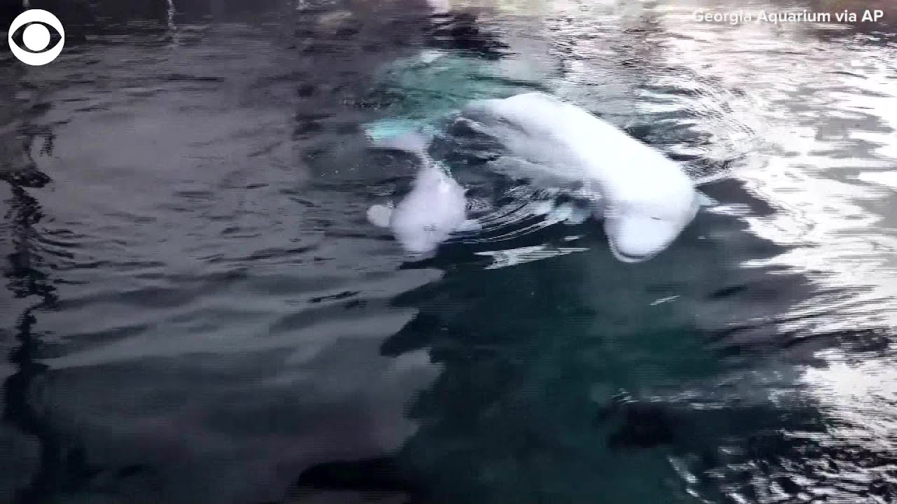WEB EXTRA: Baby Beluga Weighs 174 Pounds - YouTube
