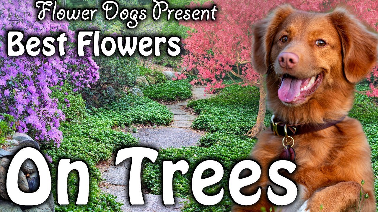 Flowers that Grow on Trees - Flower Dogs - YouTube