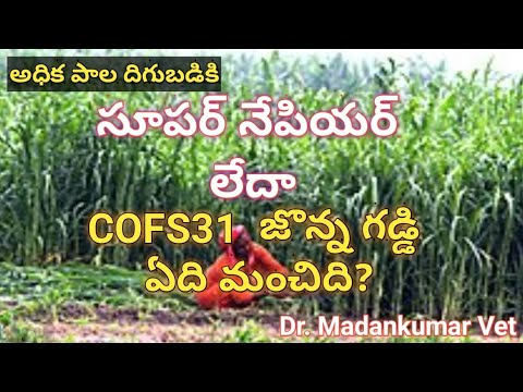 Super Nepier or COFS 31 Fodder Grass, which is the best in Telugu | Dr ...