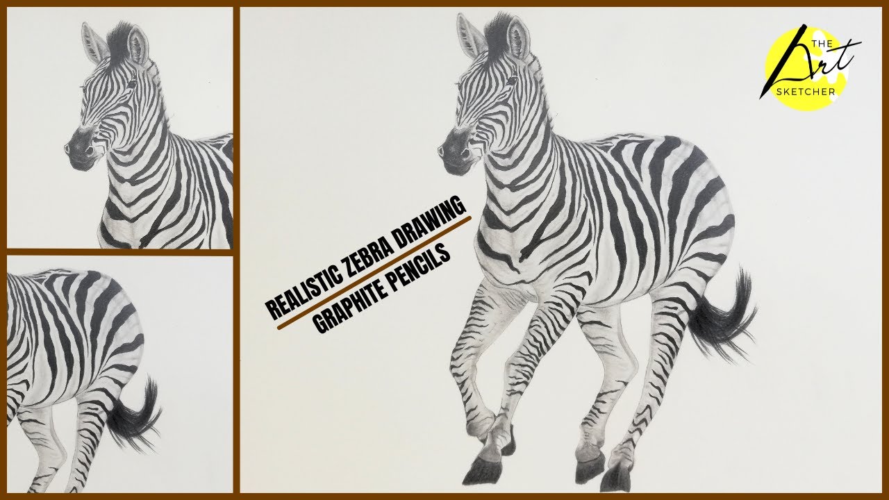 Realistic Zebra Drawing with Graphite Pencil | Zebra Sketch Time Lapse ...
