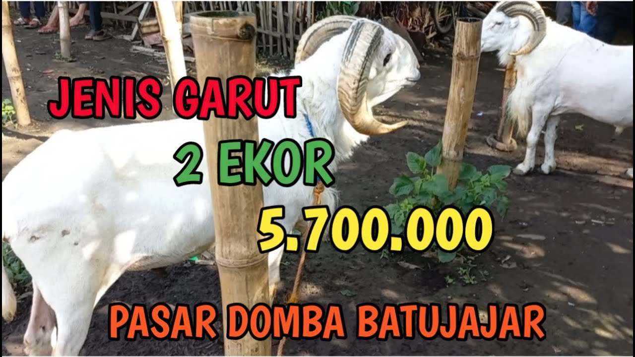 Update Harga Domba di Pasar domba Batujajar Senin 24102022 - YouTube