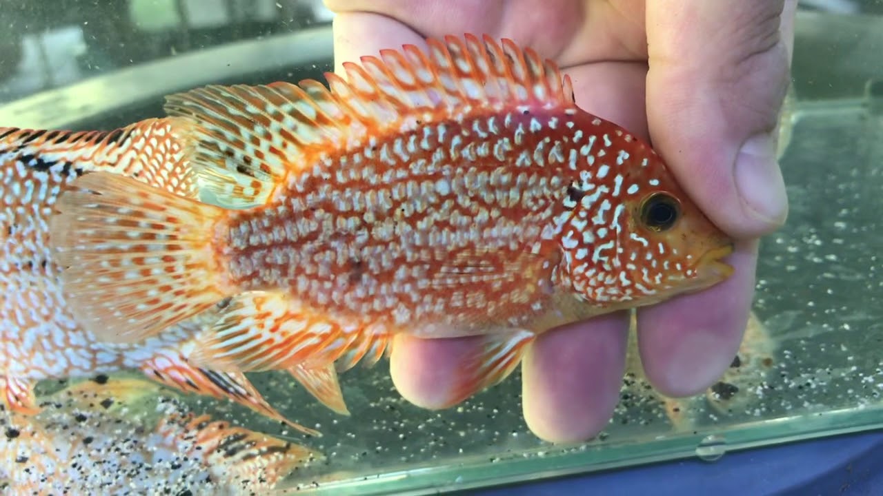 juvenile Super Red Texas - YouTube