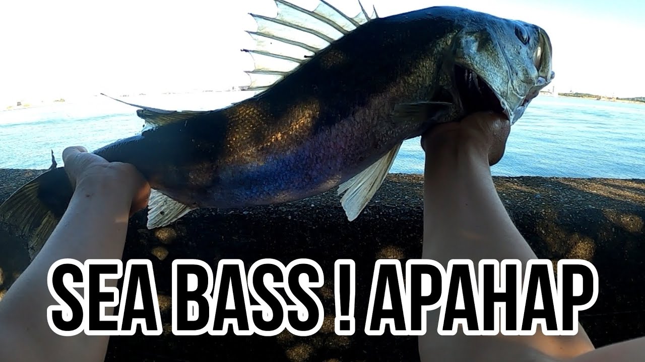 Seabass ! Apahap huli sa livebait - YouTube