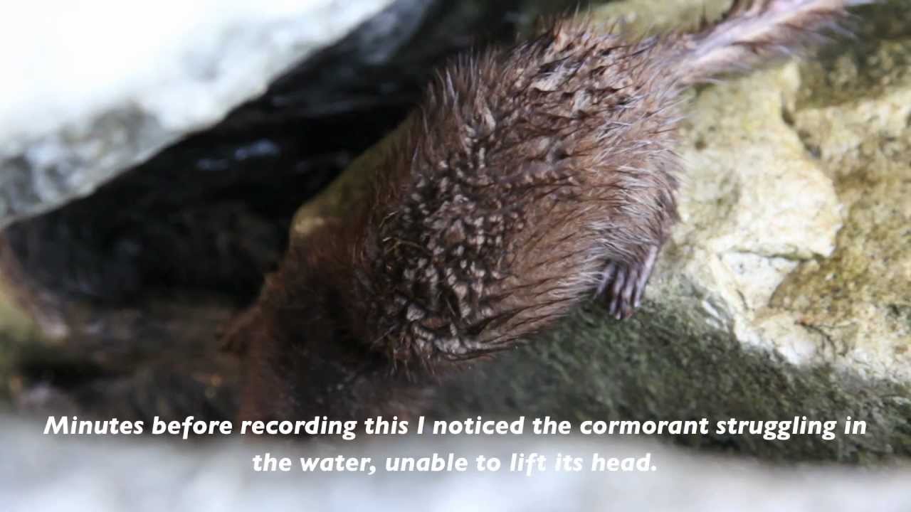 Mink Kills Cormorant (HD) - YouTube