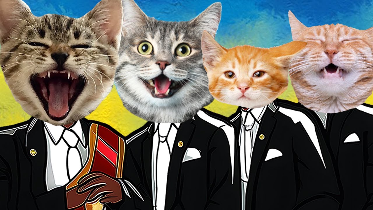 Funny Cats Fight - Coffin Dance Song (COVER) - Cats USA - YouTube