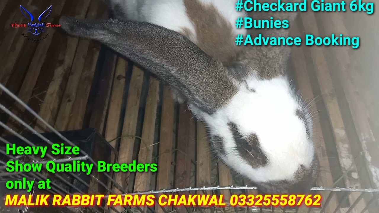The Best Quality Rabbits in Pakistan || BuyBack Business Plans || Malik ...