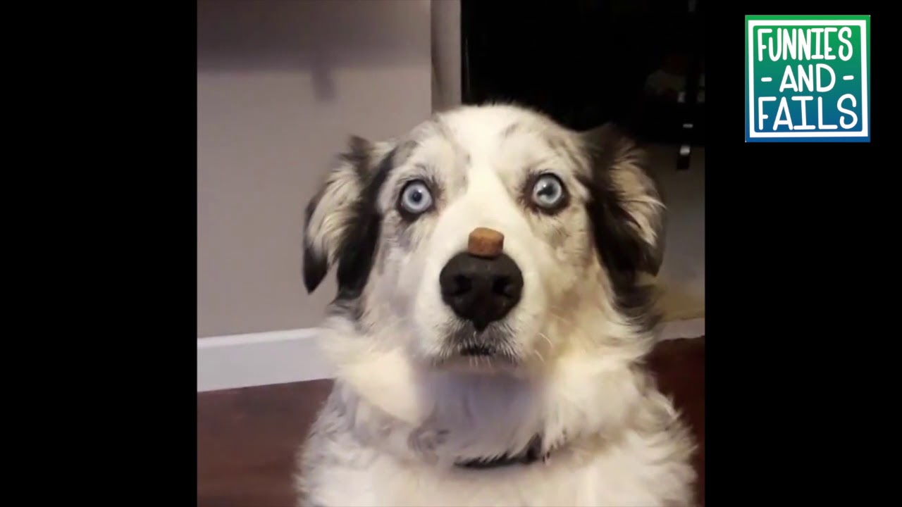 Dogs Being Silly! - YouTube
