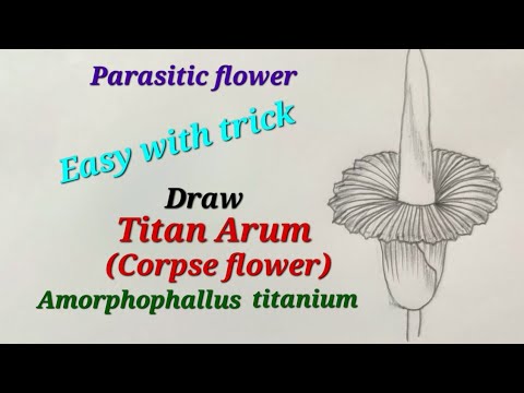 Corpse flower drawings easy for kids,Draw Titan Arum flower,Draw ...