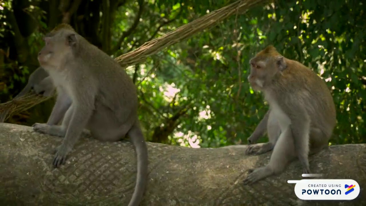 La comunicación de los monos - YouTube