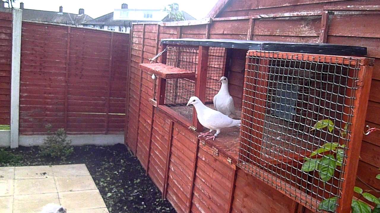racing pigeons - YouTube