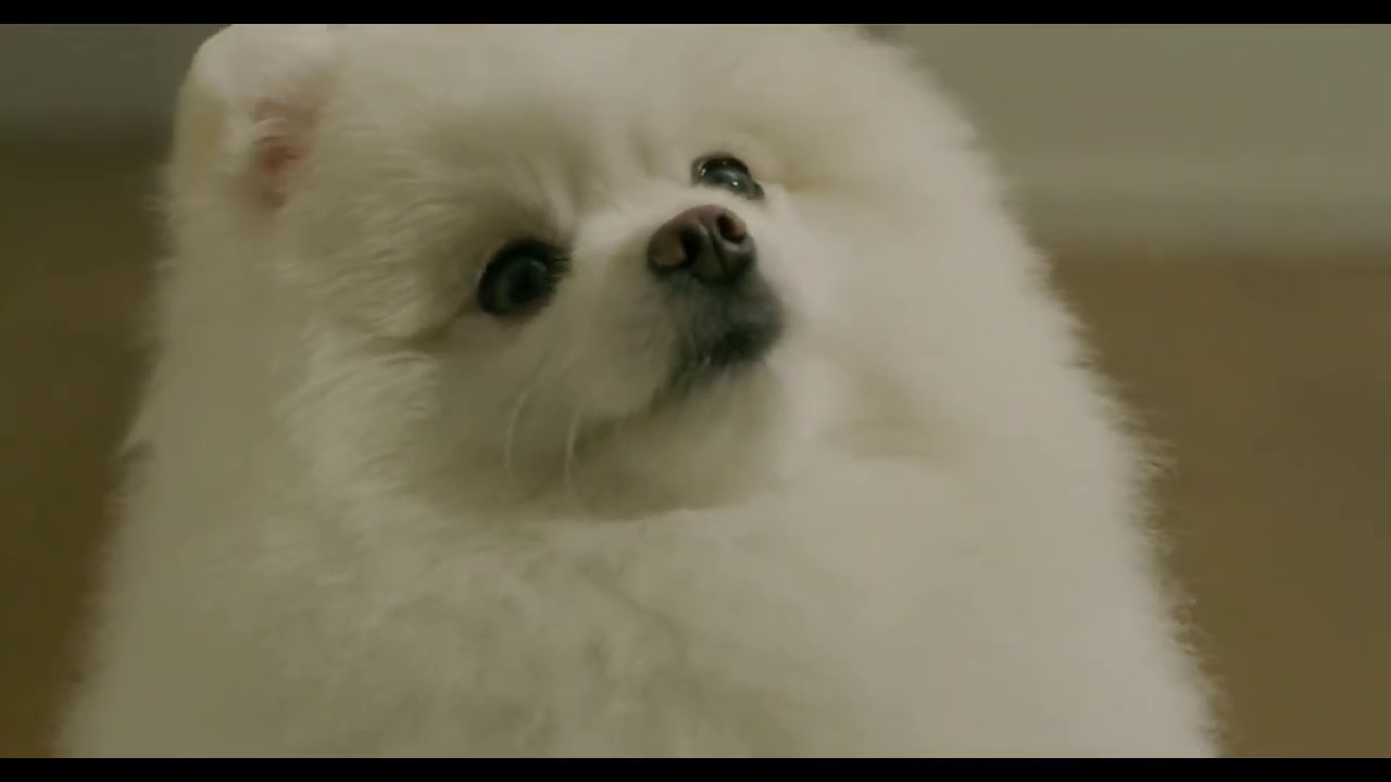 VARRAM Pet Fitness Robot [+] VARRAM Pet Fitness Robot Review! [+VARRAM ...