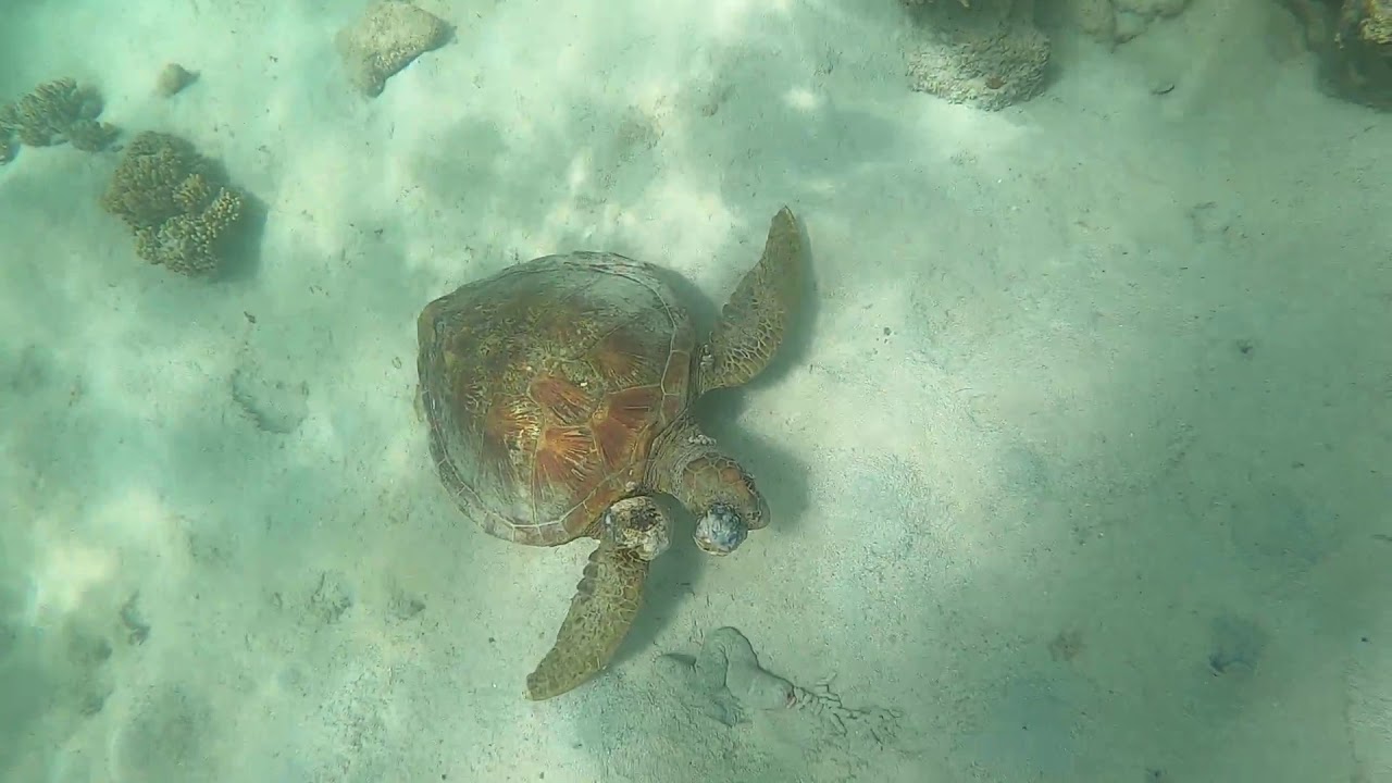 SNORKELING WITH A TURTLE! OCTOPUS! - YouTube