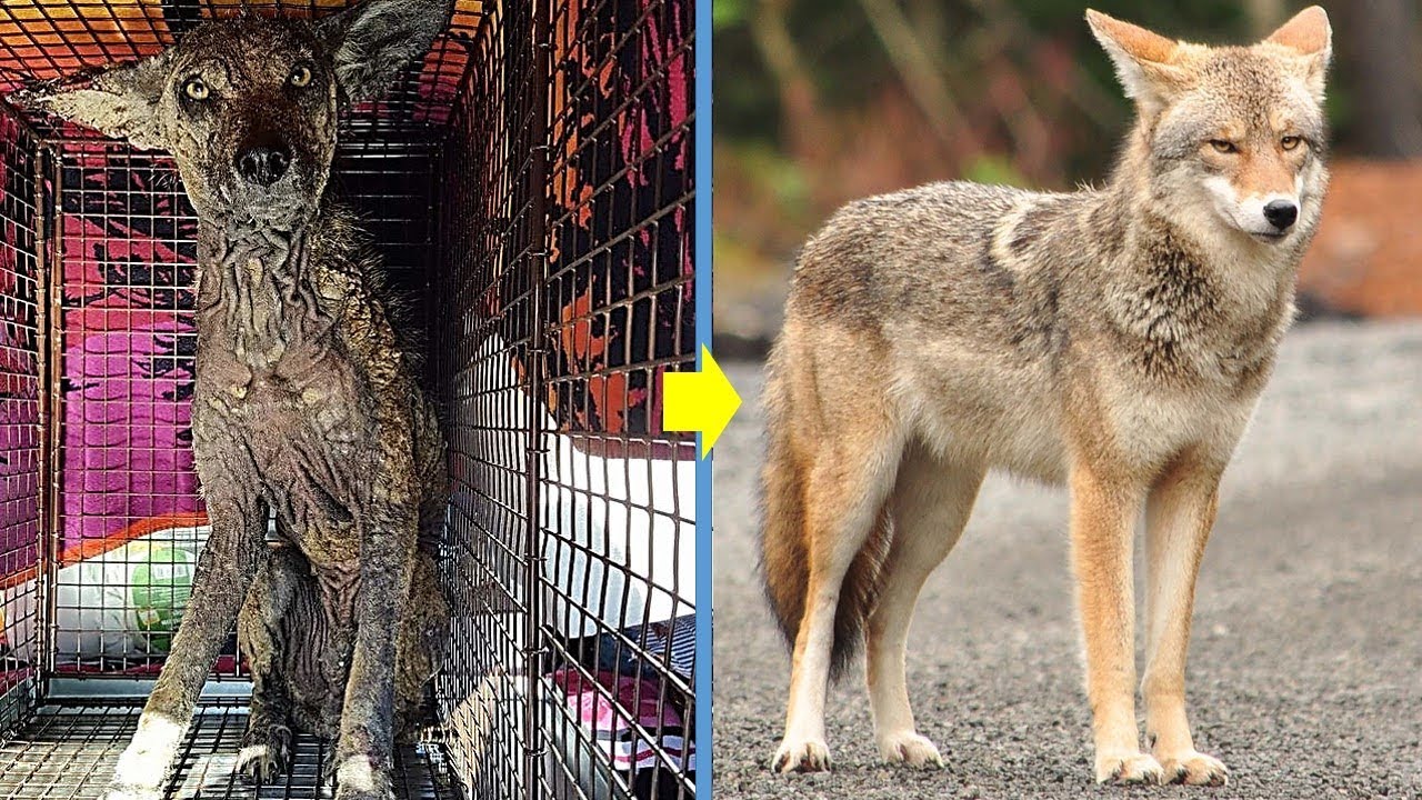 Rescue a Poor Coyote with Severely Mange and Had Given Up Hope Gets ...