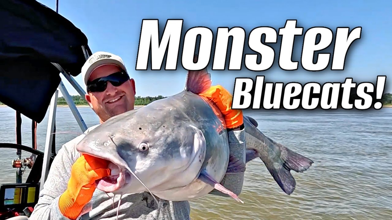 Catching MONSTER 60 Pound Bluecats on the Mississippi River! Cat ...