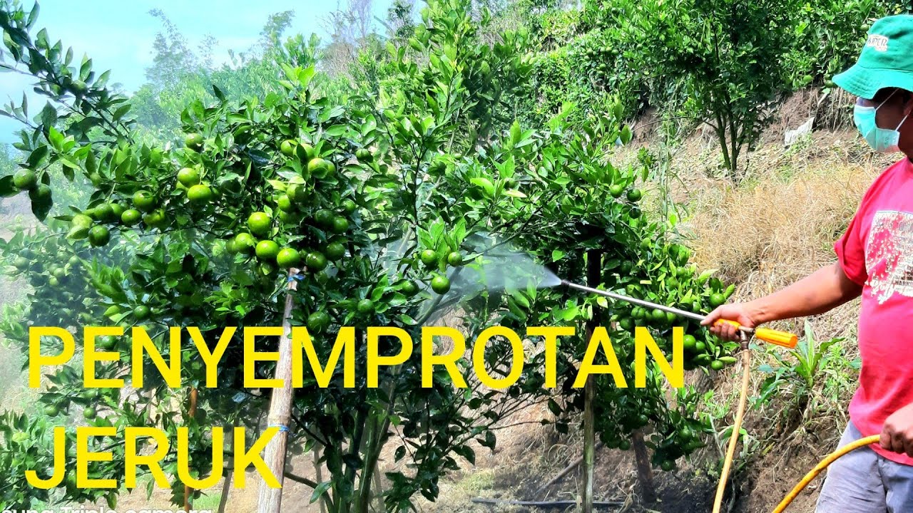 PENYEMPROTAN JERUK DI LAHAN MIRING|| BUDIDAYA JERUK MANIS - YouTube