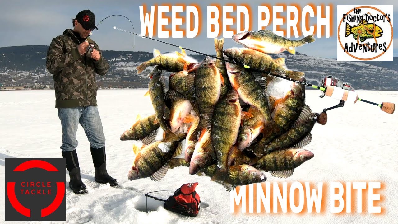 How to Catch Sunfish Eating PERCH using Jigging Spoon - YouTube