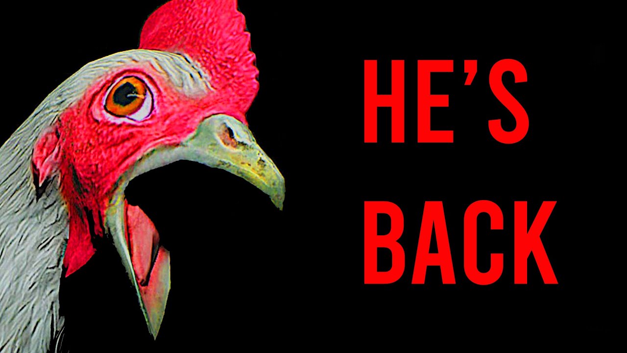 Horror Chicken Returns - YouTube