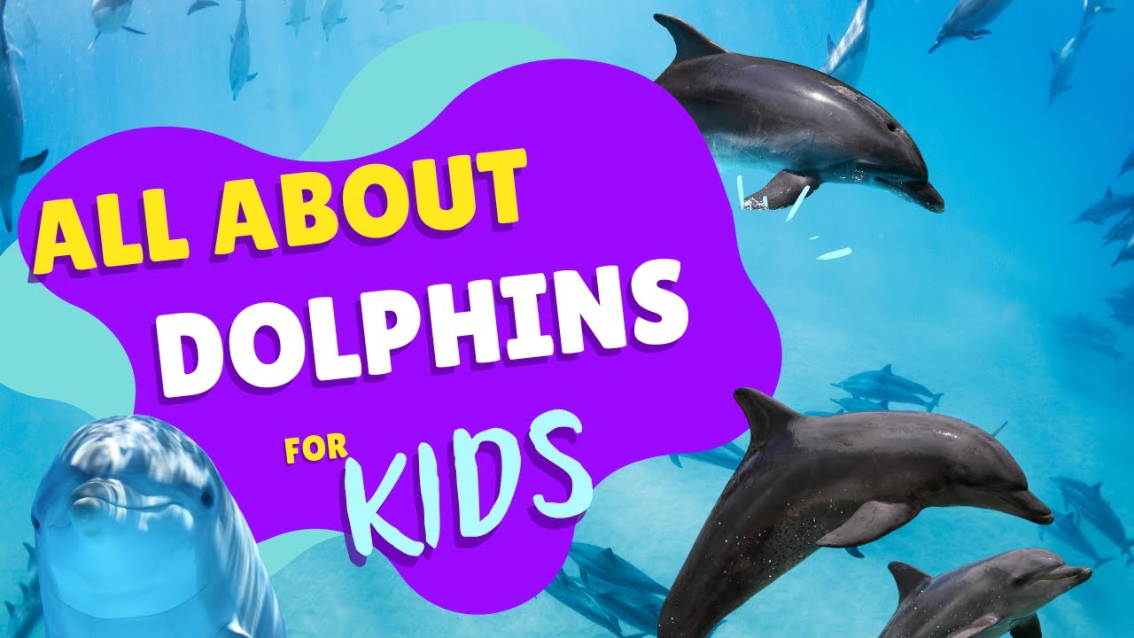 All About Dolphins - Facts for Kids - YouTube