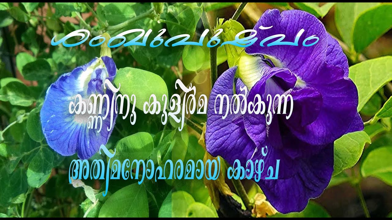 Natural Beauty (Shankupushpam) - YouTube