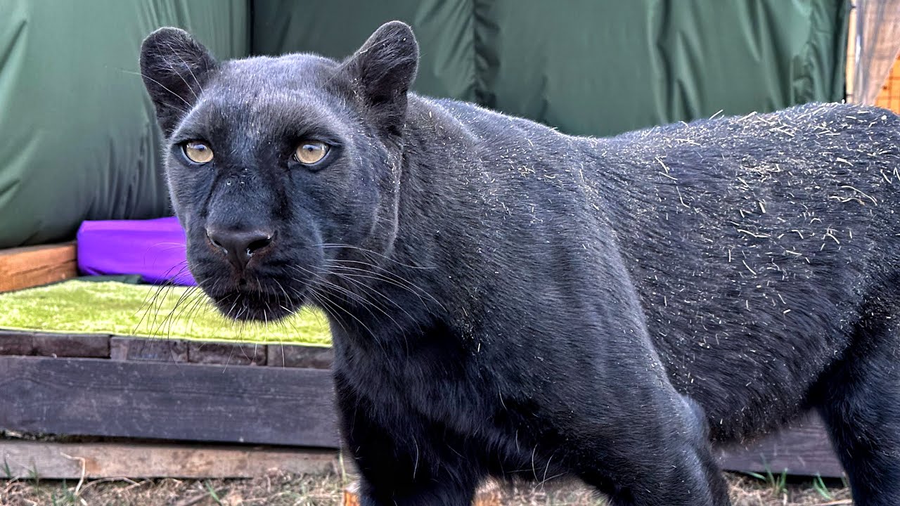 Village activities with Luna the panther😁(ENG SUB) - YouTube