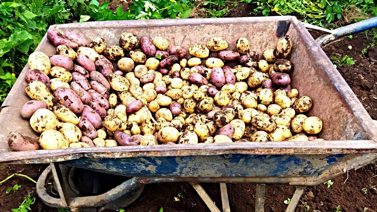 DIY Hack!! Designing Potato Garden with Sawmill Log Offcuts to Grow ...
