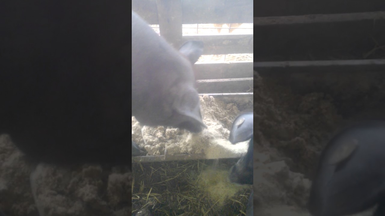 Marranos comiendo la harina - YouTube