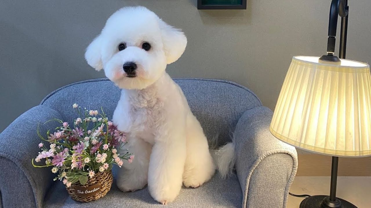 Bichon frise playing around the house. Animal story - YouTube