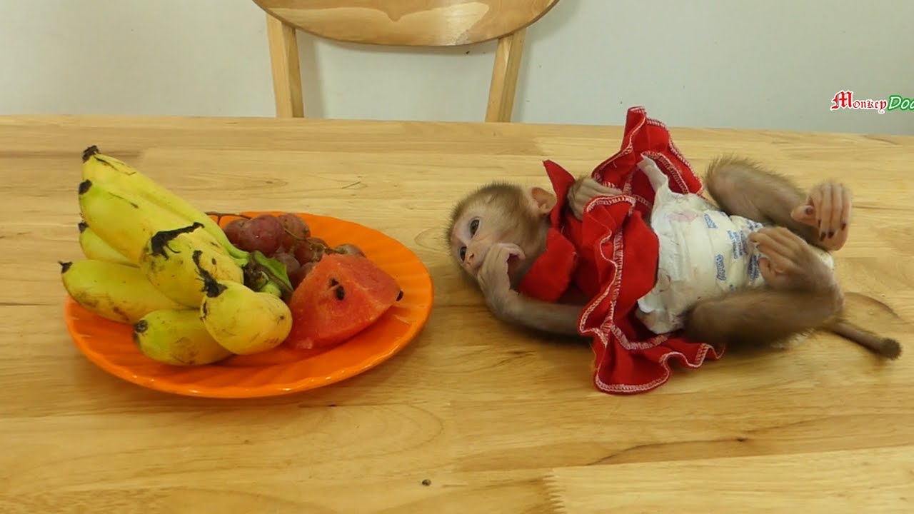 Shusy Hungry & Laying On Table Waiting Mom Feed Fruits For Her - YouTube