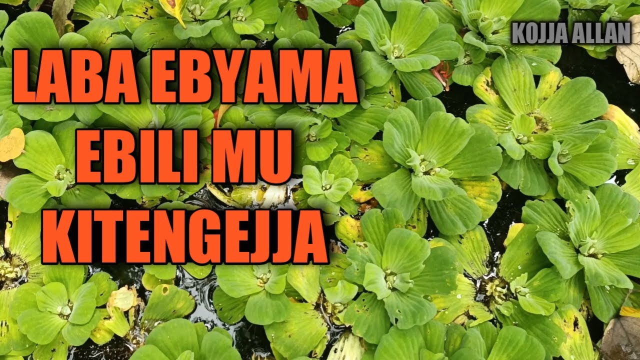 Kojja Allan - Emigaso Gya KITENGEJJA Eddagala Okufuna Emikisa - YouTube
