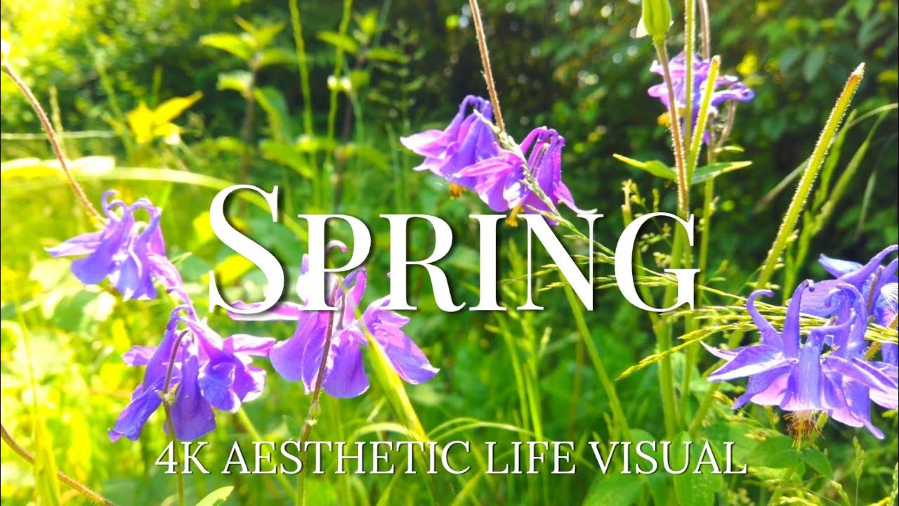 MOTIVATION FOR SPRING WALKS - 2025 - YouTube