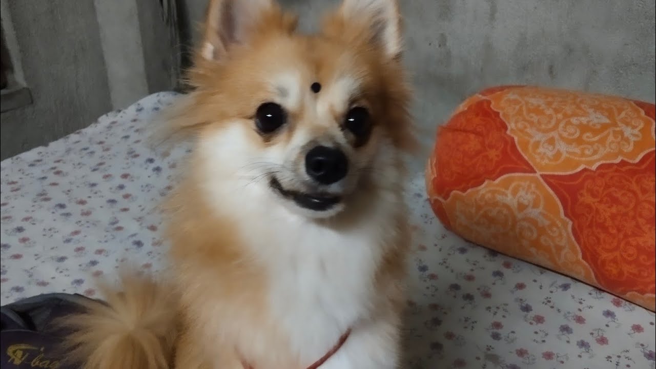 কিডো সিংহ মনে করেছে নিজেকে দেখো 🐾🐕#dog #cutebreed #kido #petlover #pets ...