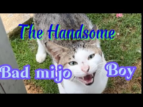 Mijo boy the hungry happy cat - YouTube