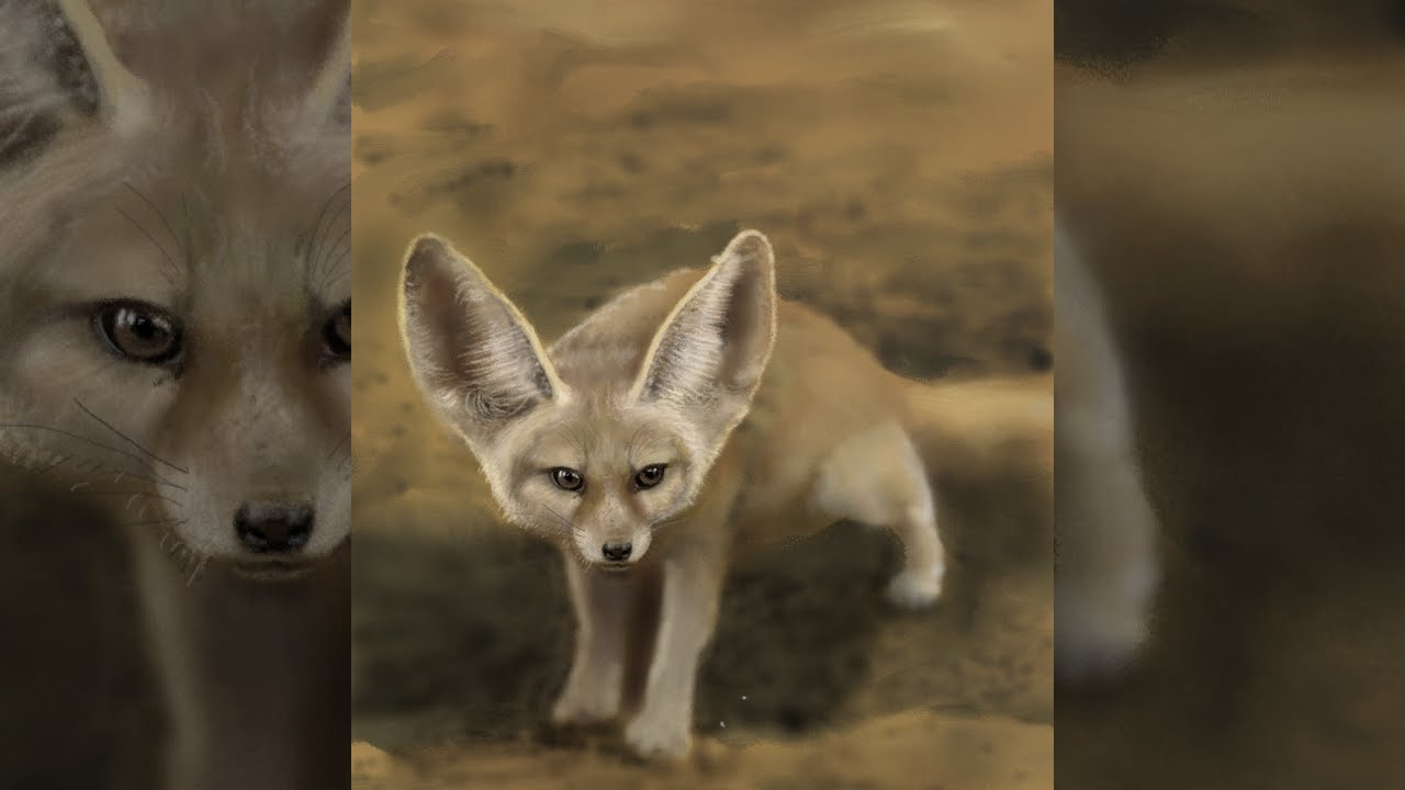 How to draw fennec fox - YouTube