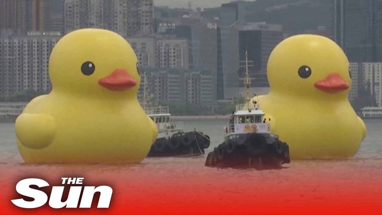 Two MASSIVE yellow ducks are unveiled in Hong Kong for 'good luck ...