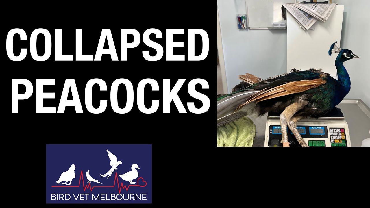 Collapsed peacocks visit Bird Vet Melbourne - YouTube