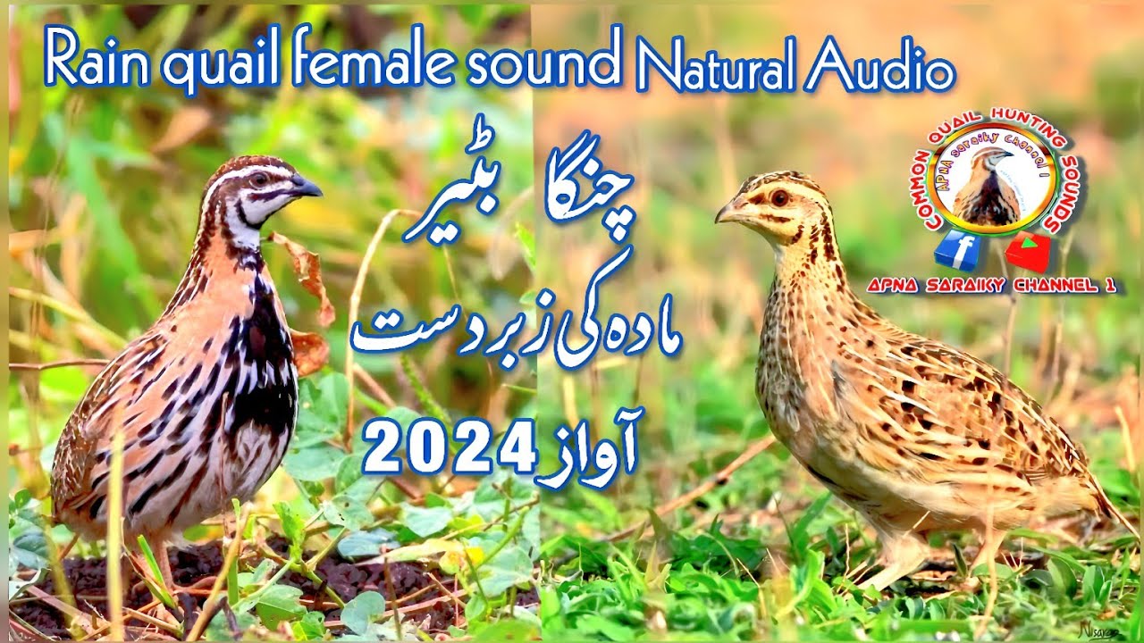 female rain Quail sound 2024 / chinga Batair ki Awaz - YouTube