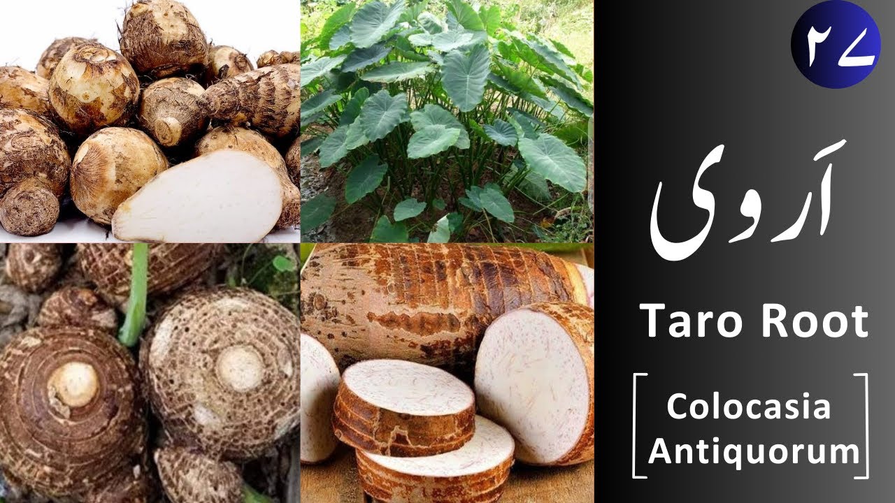 Arvi, اَروی , Taro Root (Colocasia Antiquorum) uses and properties ...