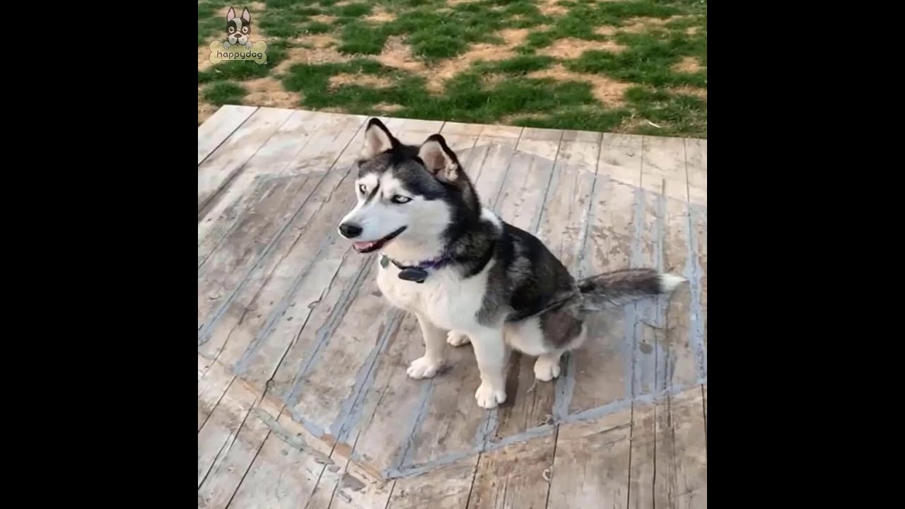 Funny Husky - Video collection of Funny Dogs and Cute - YouTube
