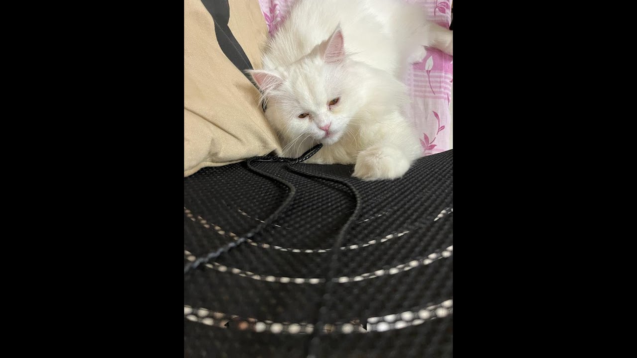 Find her favourite pass time pt1. - YouTube