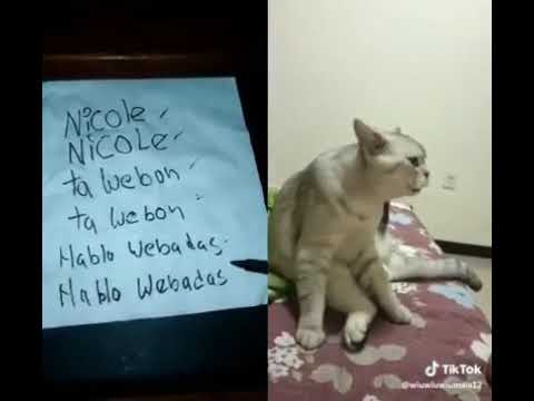 Gato dice nicoley ta webon y hablo webadas - YouTube