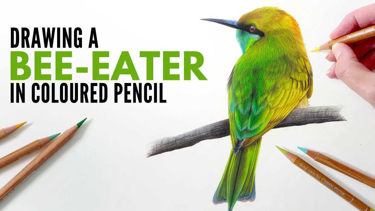 Green Bee-eater drawing in Colored Pencil | Bird Drawing Timelapse ...