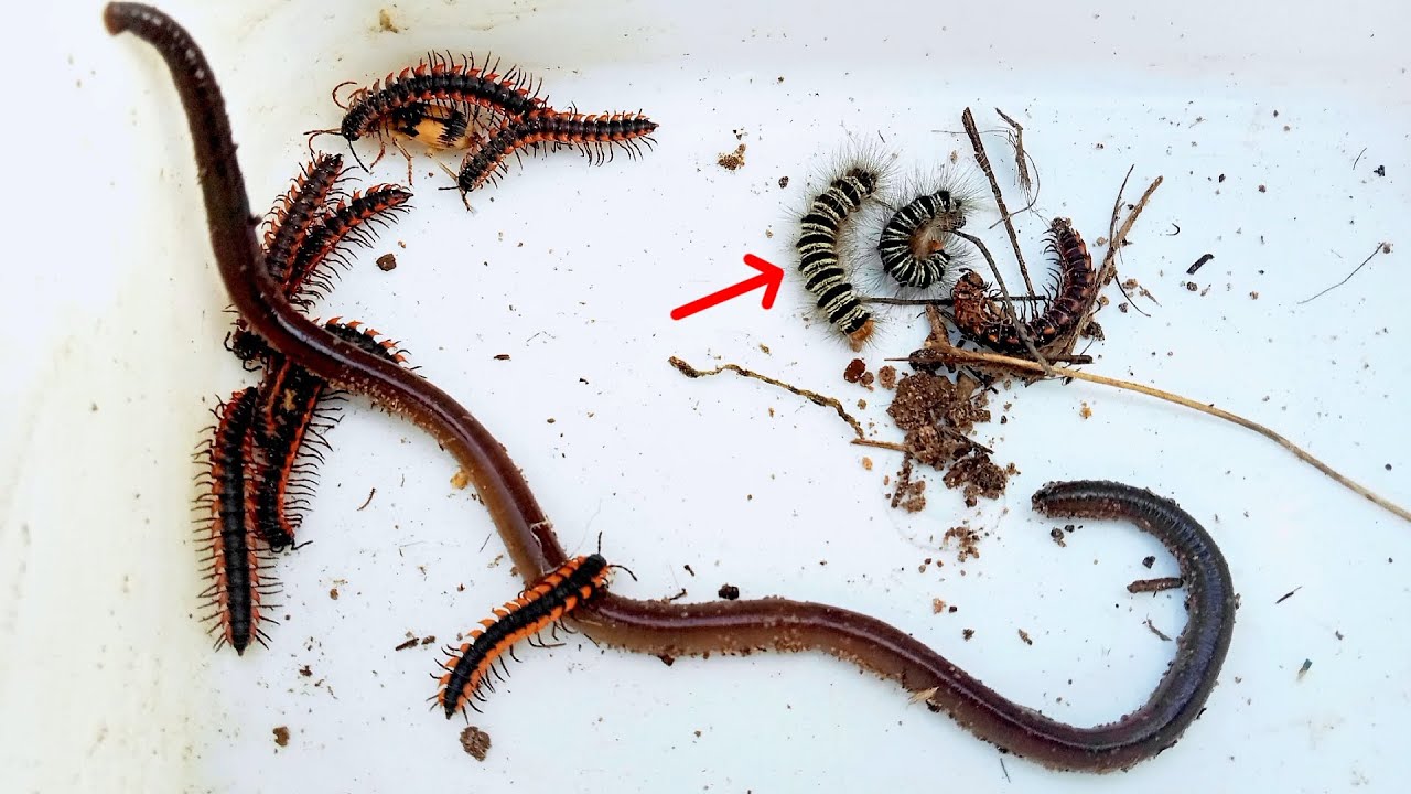 Look at this, I caught unique worm and unique animals - YouTube